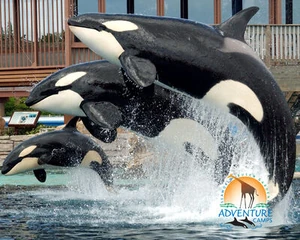 Photos of Takara | Killer Whale Wiki | Fandom
