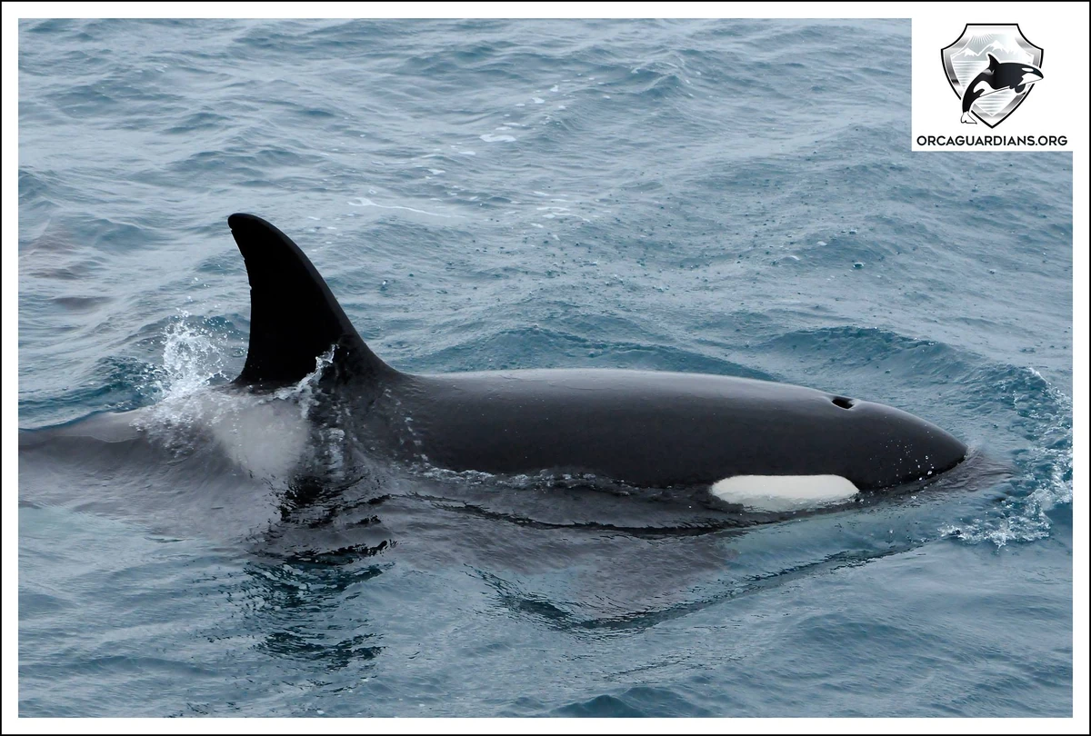 SN054 Snowflake | Killer Whale Wiki | Fandom