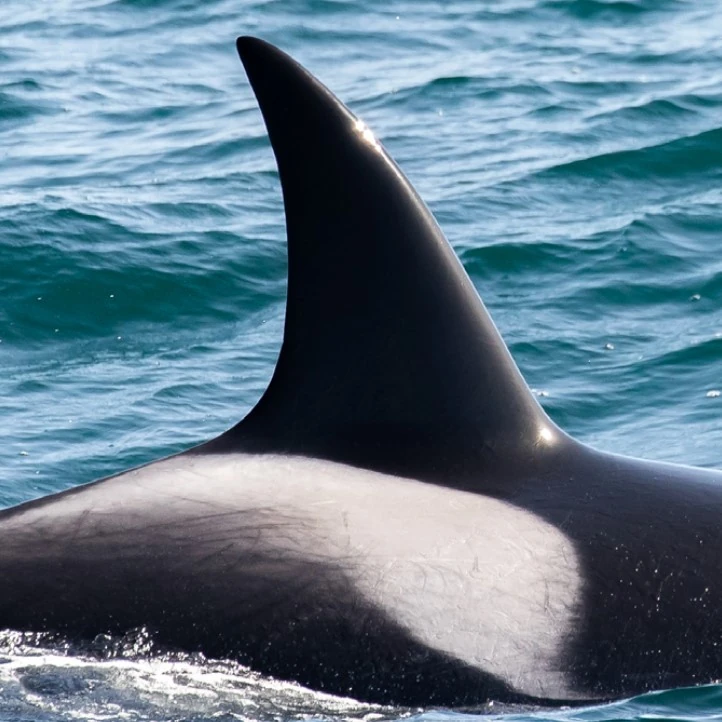CA51 Star | Killer Whale Wiki | Fandom