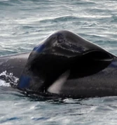 SN090 Floppy | Killer Whale Wiki | Fandom