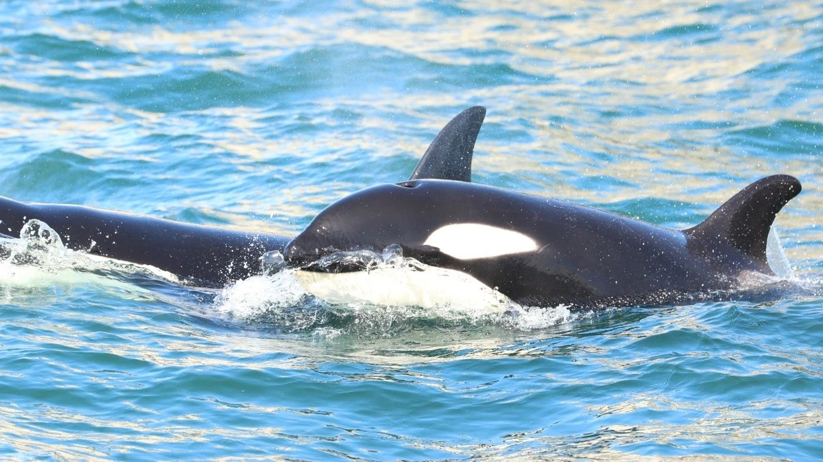 North Atlantic Killer Whales | Killer Whale Wiki | Fandom