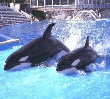 Photos of Orkid | Killer Whale Wiki | Fandom