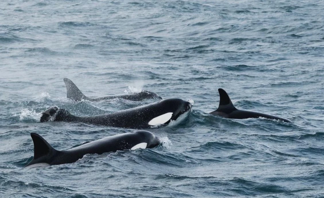 Wild Orca With Collapsed Dorsal Fin