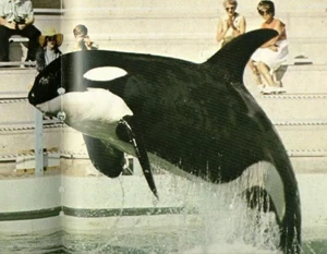 Photos of Hugo | Killer Whale Wiki | Fandom