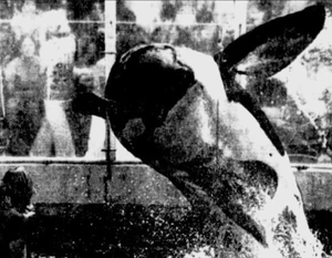 Photos of Hugo | Killer Whale Wiki | Fandom