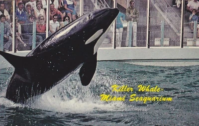 Photos of Hugo | Killer Whale Wiki | Fandom