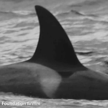 A-016 Mario | Killer Whale Wiki | Fandom