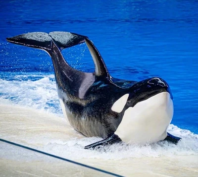 Photos of Kaixin | Killer Whale Wiki | Fandom