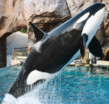 Corky II | Killer Whale Wiki | Fandom