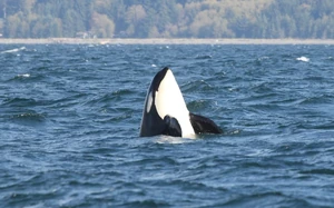 Photos of J22 Oreo | Killer Whale Wiki | Fandom