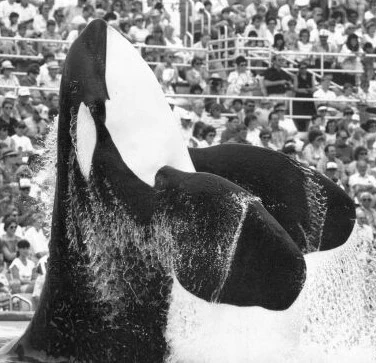 Orky II | Killer Whale Wiki | Fandom