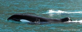 Starboard | Killer Whale Wiki | Fandom