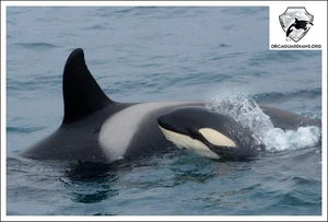 Photos of SN105 Aurora | Killer Whale Wiki | Fandom