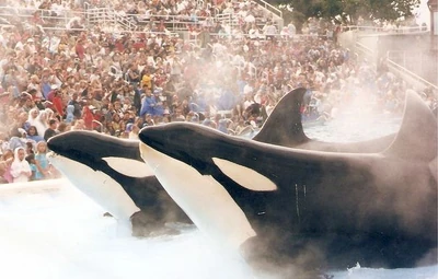 Photos of Keet | Killer Whale Wiki | Fandom