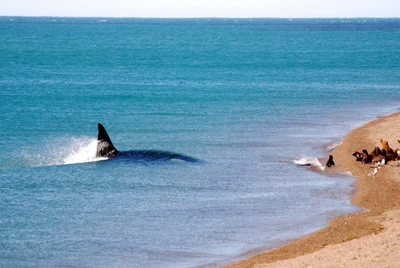 Photos of PTN-001 Mel | Killer Whale Wiki | Fandom