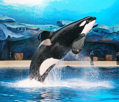 Photos of Nakhod | Killer Whale Wiki | Fandom