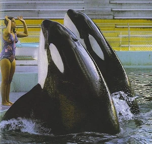 Photos of Hugo | Killer Whale Wiki | Fandom