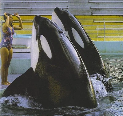 Photos of Hugo | Killer Whale Wiki | Fandom