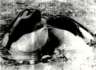 Photos of Kandu II | Killer Whale Wiki | Fandom