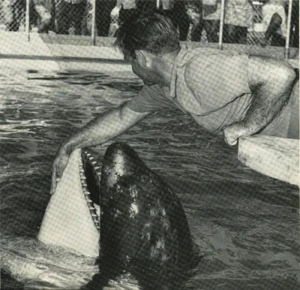 Photos of Hugo | Killer Whale Wiki | Fandom