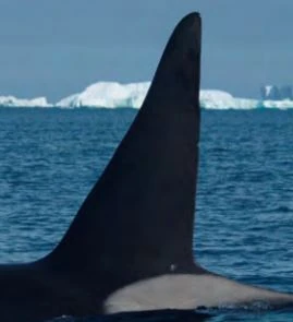 ANT-A-92 | Killer Whale Wiki | Fandom