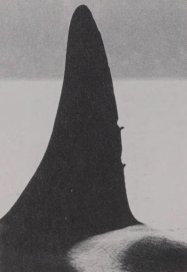 B1 Hooker | Killer Whale Wiki | Fandom