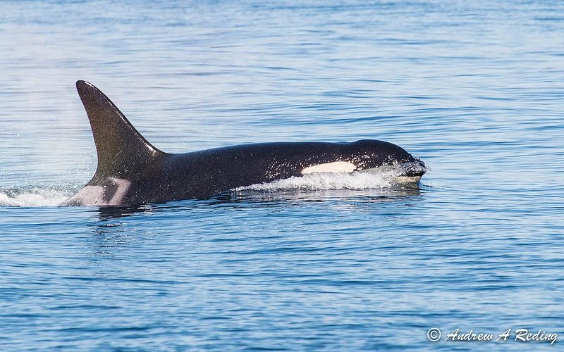 K20 Spock | Killer Whale Wiki | Fandom