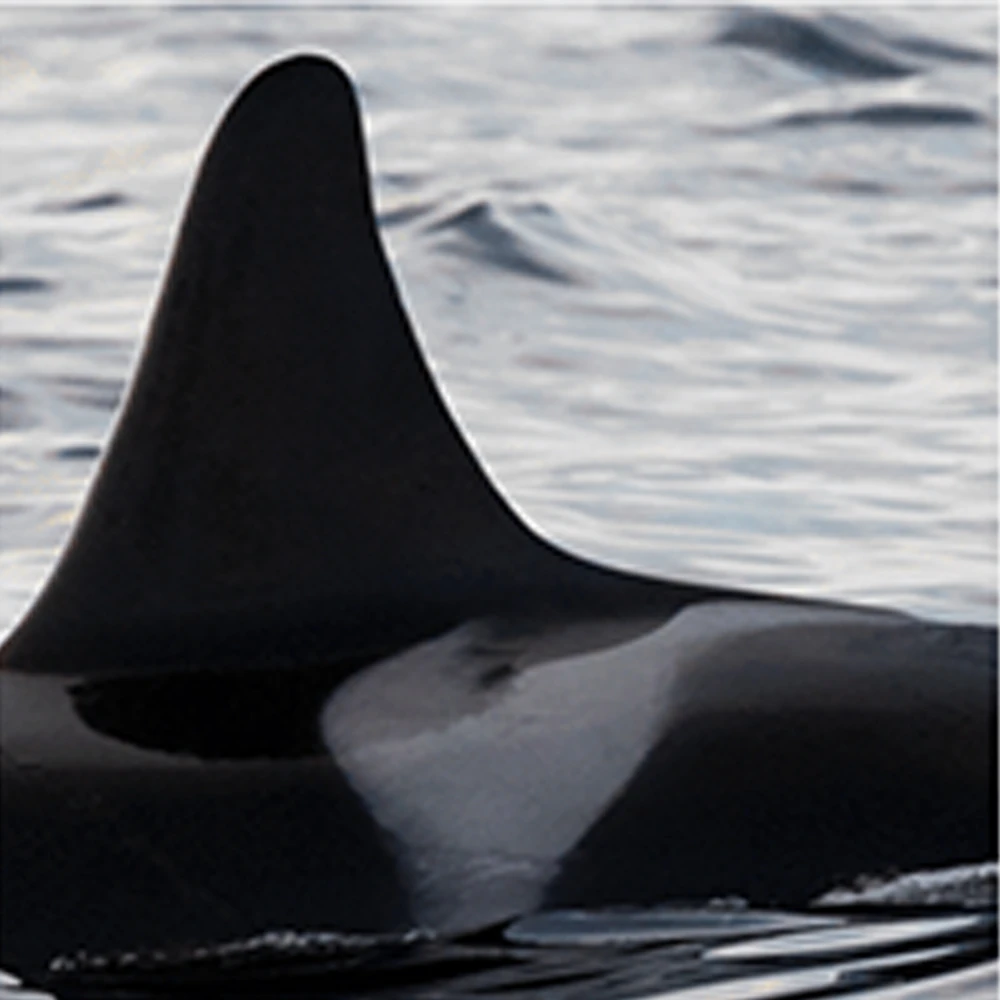 NKW-0833 | Killer Whale Wiki | Fandom