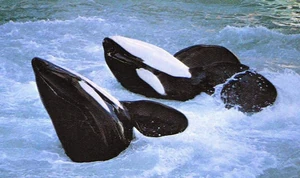 Photos of Hugo | Killer Whale Wiki | Fandom