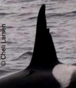 ANT-A-71 | Killer Whale Wiki | Fandom