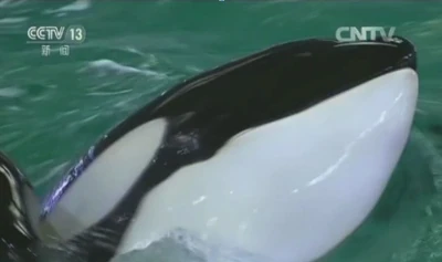 Photos of Kaixin | Killer Whale Wiki | Fandom