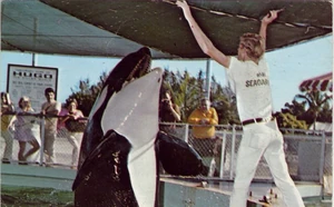 Photos of Hugo | Killer Whale Wiki | Fandom