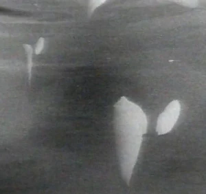 Photos of Shamu | Killer Whale Wiki | Fandom