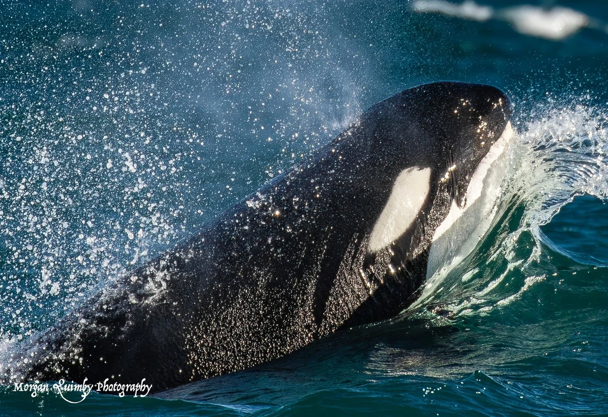 CA54 | Killer Whale Wiki | Fandom