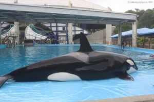 Photos of Takara | Killer Whale Wiki | Fandom