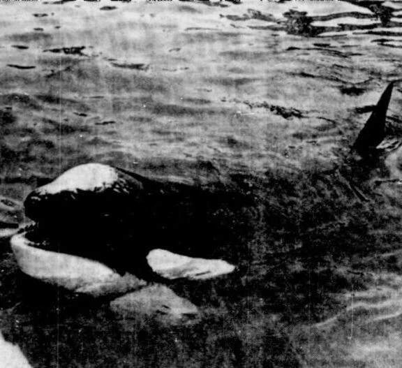 Lupa | Killer Whale Wiki | Fandom