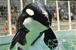 Photos of Hugo | Killer Whale Wiki | Fandom