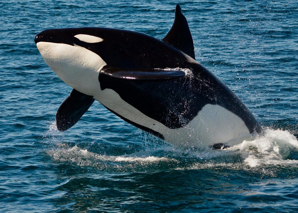 AT6 Egagutak | Killer Whale Wiki | Fandom