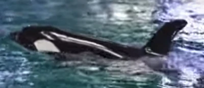 Photos of Nukka | Killer Whale Wiki | Fandom