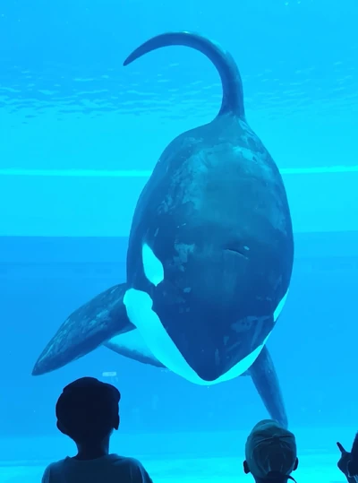 Photos of Nakhod | Killer Whale Wiki | Fandom