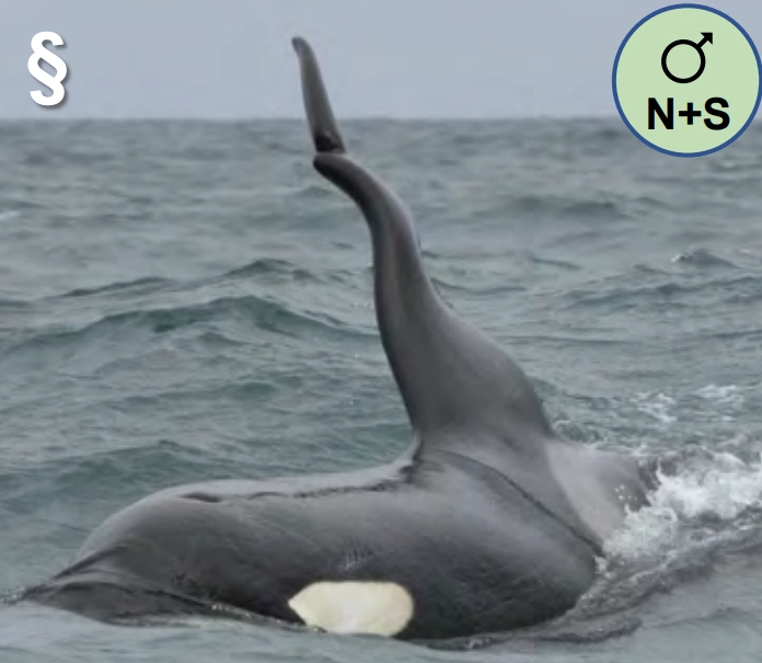 NZ15 Corkscrew | Killer Whale Wiki | Fandom