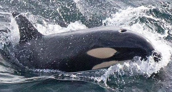 SN201 / 163 Tili | Killer Whale Wiki | Fandom