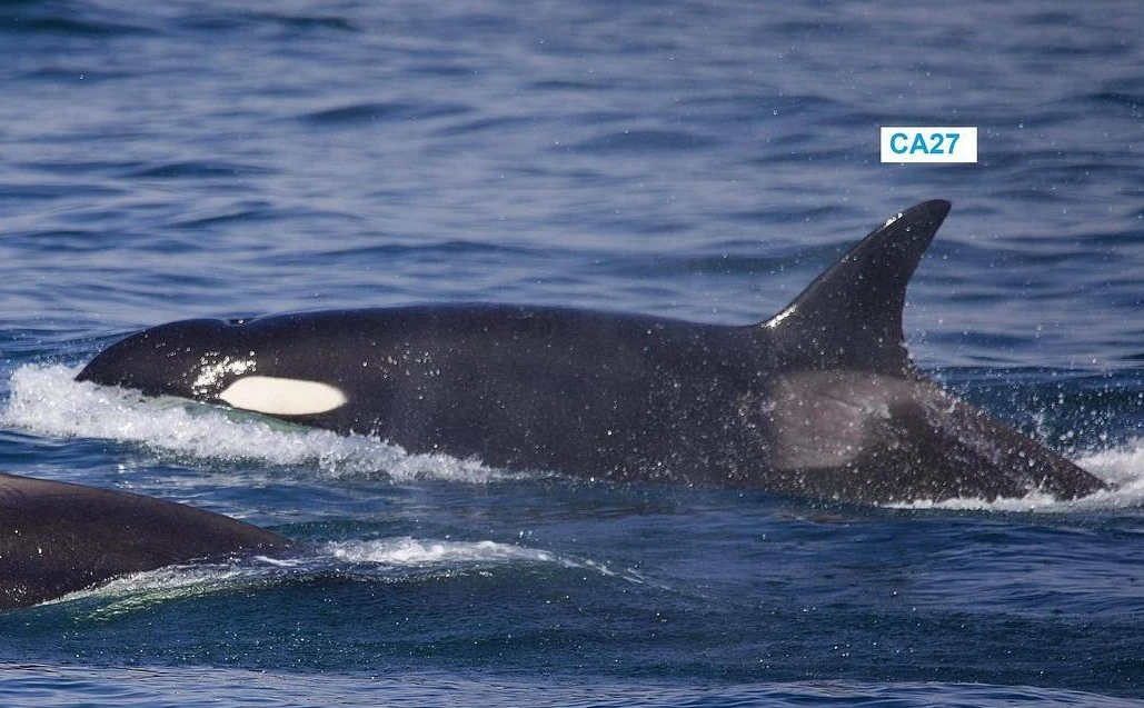 CA27 | Killer Whale Wiki | Fandom