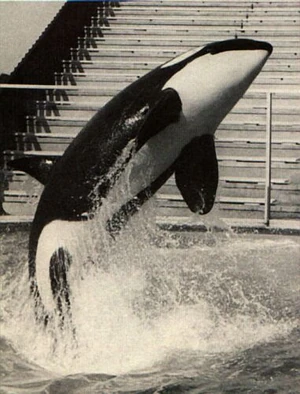 Photos of Shamu | Killer Whale Wiki | Fandom