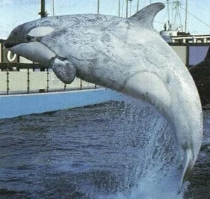 Photos of Chimo | Killer Whale Wiki | Fandom