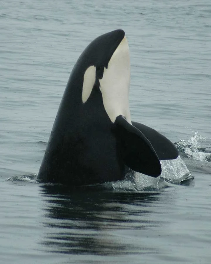 J31 Tsuchi | Killer Whale Wiki | Fandom