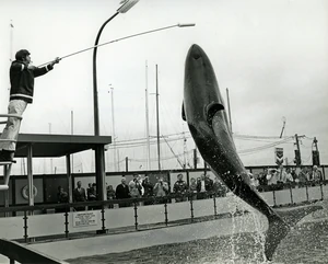 Photos of Haida | Killer Whale Wiki | Fandom