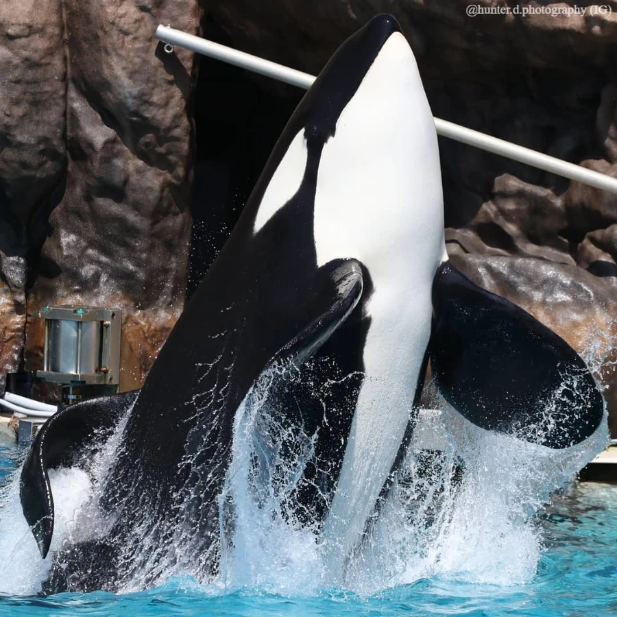 Ikaika | Killer Whale Wiki | Fandom