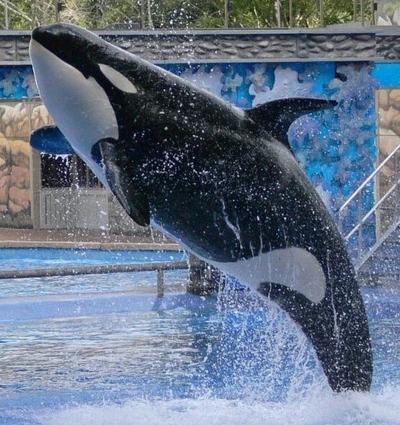 Photos of Kalina | Killer Whale Wiki | Fandom