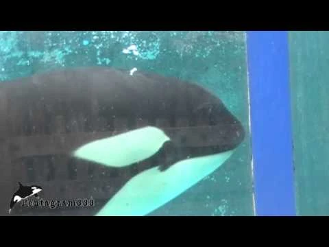 Videos of Morgan | Killer Whale Wiki | Fandom